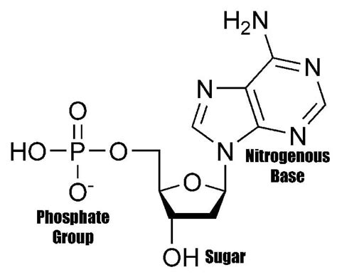 Building Blocks Of Nucleic Acids Structures And Functions