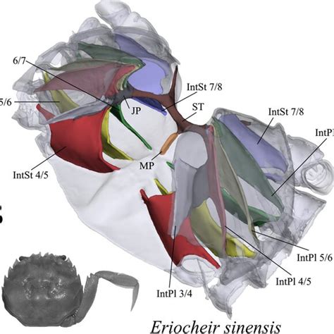 Representations Of Three Dimensional 3d Data From The Axial Skeletons Download Scientific