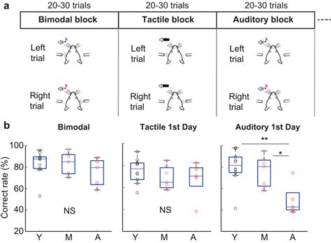 the unimodal delayed 2 afc task and behavioral performance a sequence