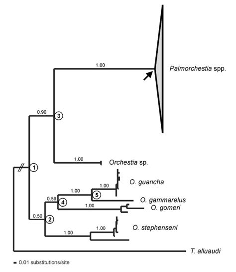 Mtdna Phylogenetic Tree Obtained By Bayesian Inference Analysis Under A Download Scientific