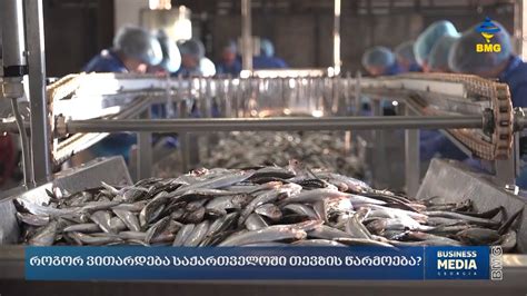 როგორ ვითარდება საქართველოში თევზის წარმოება Youtube