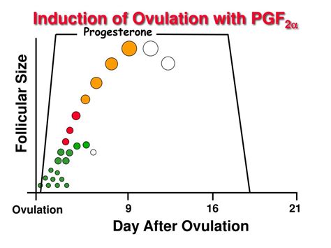 Ppt Manipulating Ovulation And Estrous Synchronization Powerpoint Presentation Id6627234