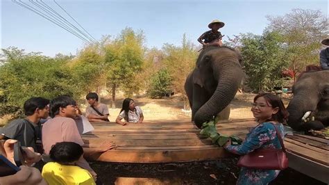 ရွှေစက်တော် ဆင်စခန်းက ဆင်လေးတွေကို ဘူဖေးကျွေးကြမယ်။ Youtube