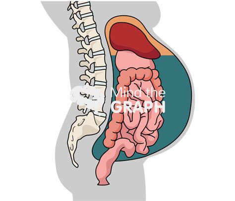 Peritoneal Cavity Diagram The Peritoneal Cavity Greater Sac Lesser