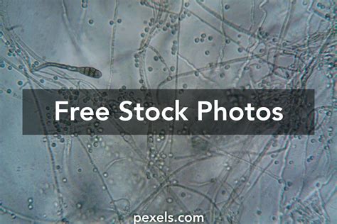 Yeast Cell Structure Photos Download The Best Free Yeast Cell