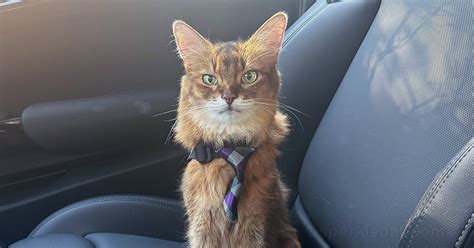 Staff Support From A Therapy Cat Summers Fabulous Cat Life