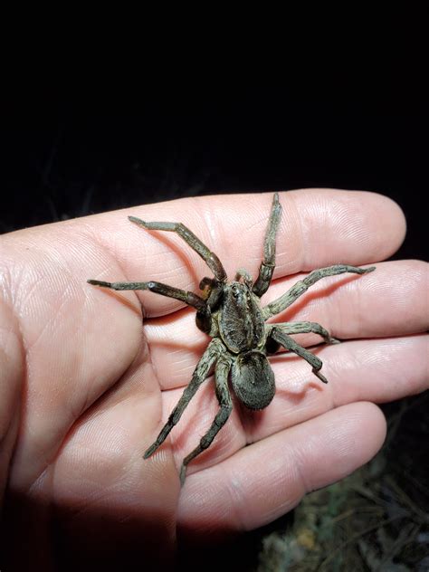 Wolf Spiders Cute Animals Videos Spider Animal Pets Animals Wolf Spider