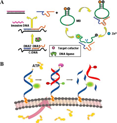 Stimuli‐responsive Rna‐cleaving Dnazyme For Biomedical Application Wang 2023 Analysis