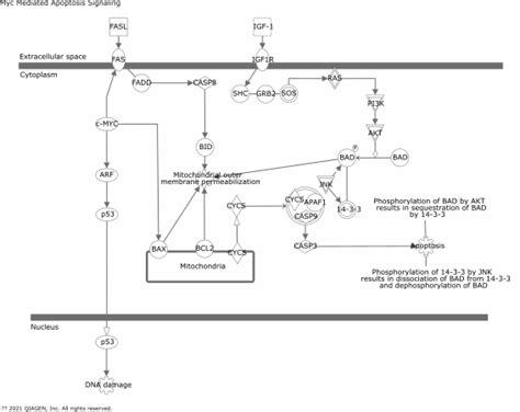 Myc Mediated Apoptosis Signaling Geneglobe
