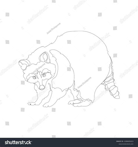 Black Outline Raccoon On White Background Stock Vector Royalty Free