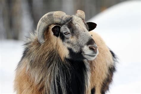 รูปภาพMerinos – เลือกดูภาพถ่ายสต็อก เวกเตอร์ และวิดีโอ19,541 | Adobe Stock