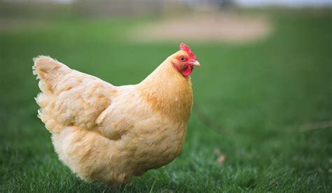 7 Best Egg Laying Chickens For Texas The Hip Chick