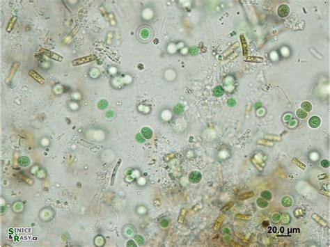 Chroococcus Subnudus Galerie