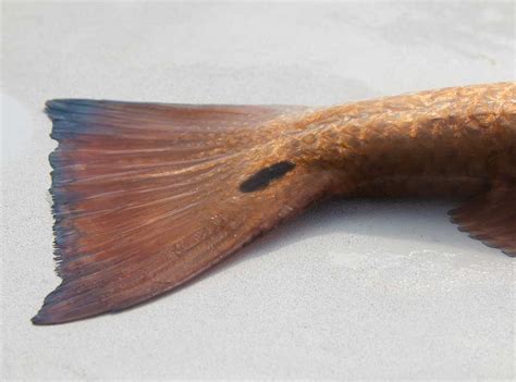 Sight Fishing Redfish Tips Gulf Coast Landed Fishing