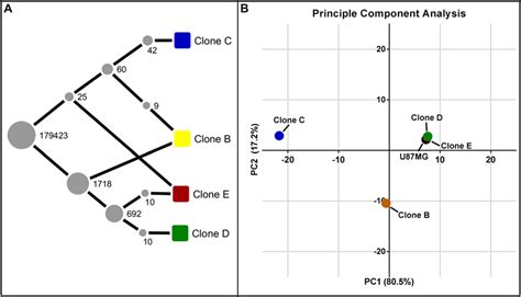 Single Nucleotide Polymorphism Analysis Reveals The Evolutionary