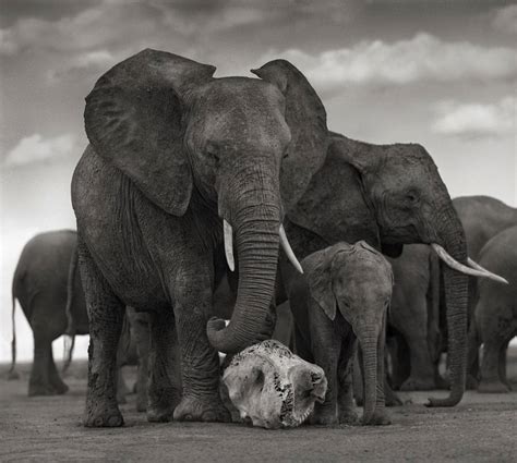 The Spectacular Photography Of Nick Brandt