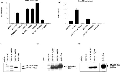 Tlr10 Gene Semantic Scholar