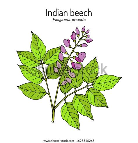 Pongamia Tree Over 3 Royalty Free Licensable Stock Vectors And Vector Art Shutterstock