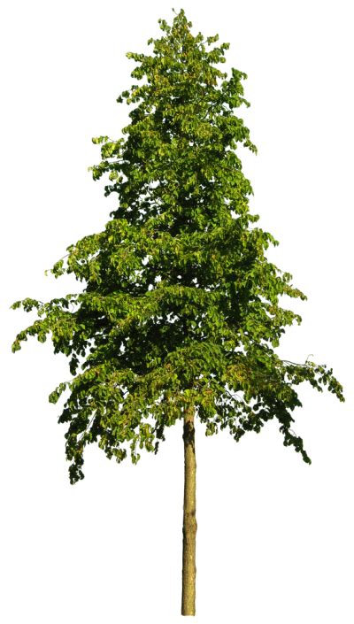 Tree Elevation PNG Files For Architecture Plans And Renderings