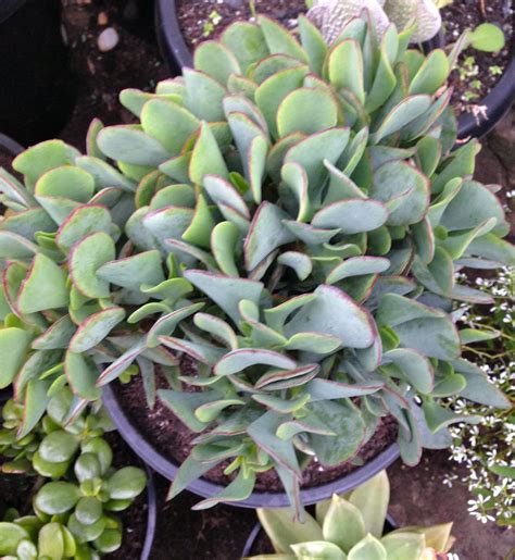 Florez Nursery: Crassula arborescens 'Bluebird'