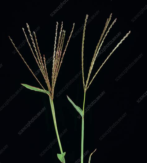 Large Crabgrass Stock Image C0237068 Science Photo Library
