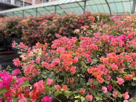 红黄勒杜鹃花盛开