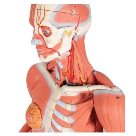 Mô Hình Hệ Cơ Toàn Thân 45 Phần 1013881 34 Life Size Dual Sex Human Muscle Model On Metal