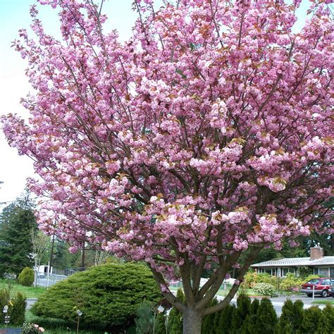 Flowering Cherry Trees For Small Gardens Beauty In Compact Spaces
