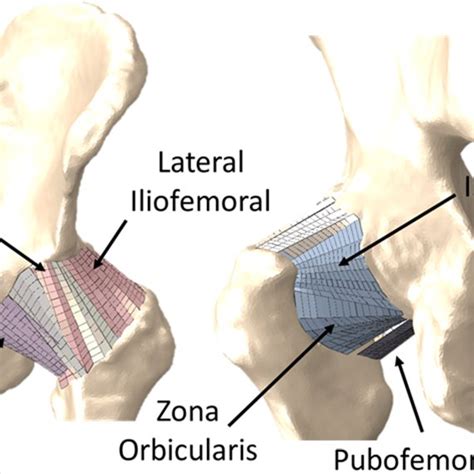 Finite Element Model Of Intact Hip Capsule Each Structure Is Composed