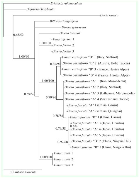 phylogenetic reconstruction topology based on bayesian inference of