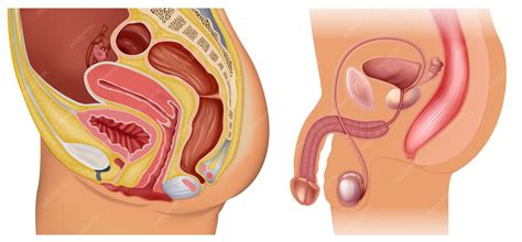 女性と男性の生殖器系 プレミアムベクター