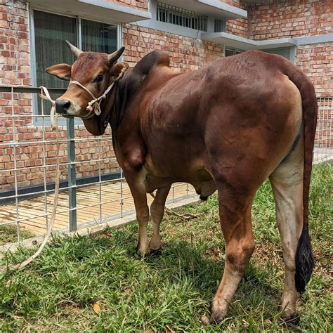 বায়োমেন্ড অনলাইন গরুর হাট