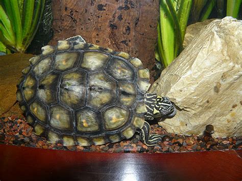 Graptemys Flavimaculata Yellow Blotched Map Turtle In Tennessee Aquarium