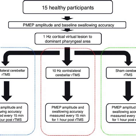 Flowchart Summarizing The Experimental Protocol Download Scientific
