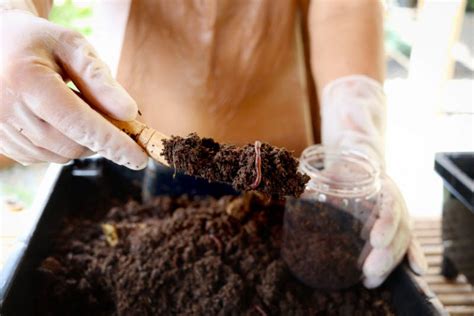 What Is Vermicomposting A Beginners Guide To Worm Composting