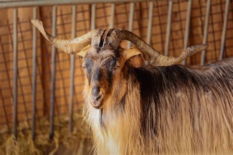 Chyangra Goat History Origin Characteristics Size Lifespan Uses Price For Himalayan Goat