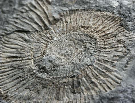 Fossils Fossils That Look Like Shells