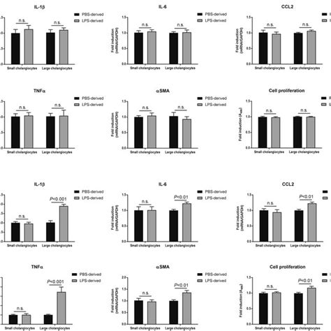 Inflammatory Cell Cell Communication Between Large Cholangiocytes A