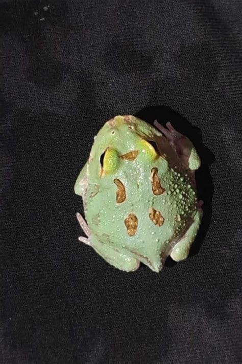 21 Pacman Frog Morphs Colors Species With Morph Chart