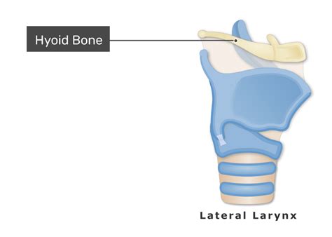 Thyroid And Cricoid Cartilages Of The Larynx Getbodysmart