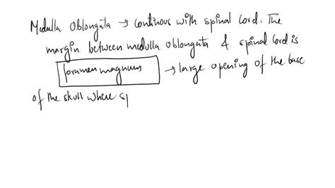 Solved Assistance From The Medulla Oblongata Sejuu Auxowah