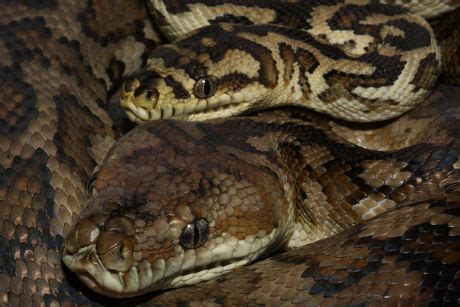 45 Carpet Python Stock Pictures Editorial Images And Stock Photos Shutterstock