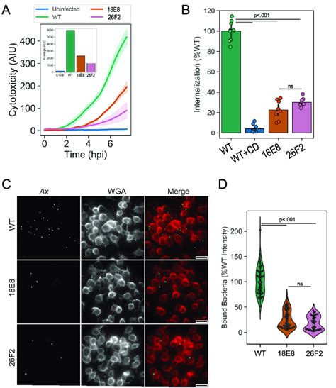 Binding And Internalization Defects Contribute To Cytotoxicity Defects