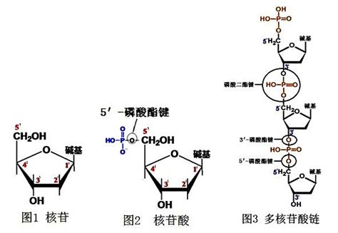 磷酸和核糖，碱基之间是由什么连接起来的 百度知道