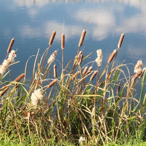 How To Get Rid Of Cattails In A Pond Or Lake