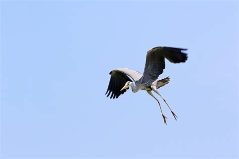 Vogelbeobachtungsführer Wo Man Vögel In Der Natur Entdecken Kann