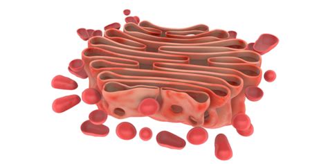 Lisosomas Características Tipos Funciones Y Composición