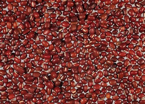 Azuki Bean Vigna Angularis Seeds Stock Image C027 3179 Science Photo Library