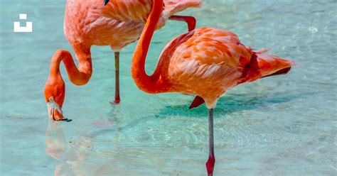 낮 동안 물 위에 핑크 플라밍고 사진 Unsplash의 무료 르네상스 아루바 리조트 And 카지노 이미지