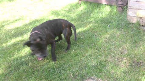 Doggy Style Youtube Doggy Style Youtube